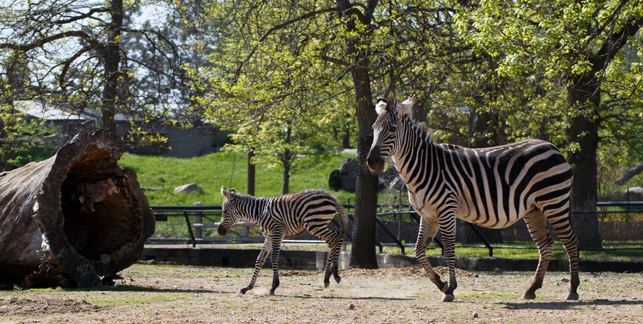 zebra bites rossmann
