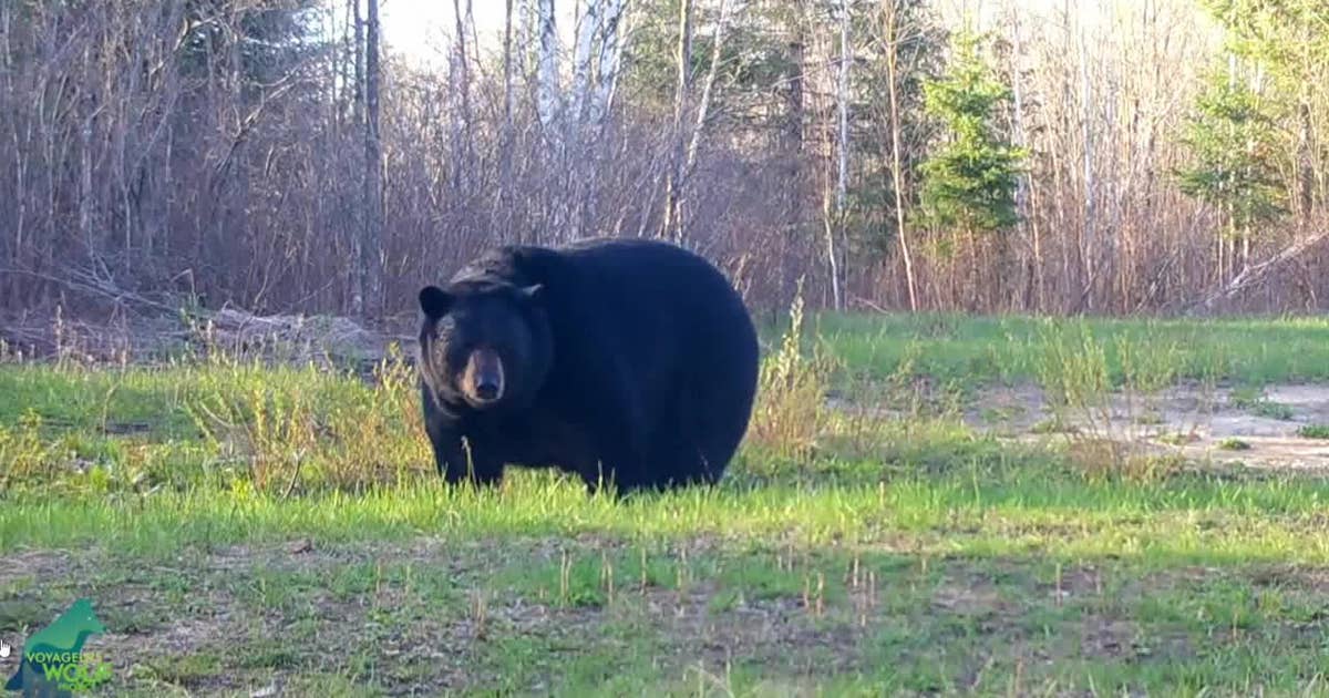 Fat Bear Week comes to Minnesota | FOX 9 Minneapolis-St. Paul