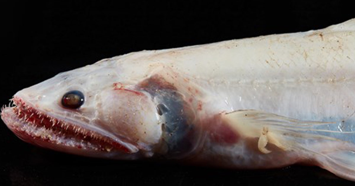 Check out these crazy deep sea creatures discovered by Australian ...