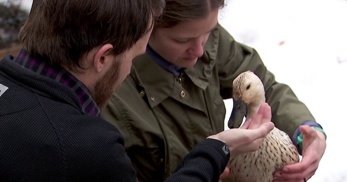 Flock sitting service lets backyard chicken owners fly the coop | FOX 9 ...