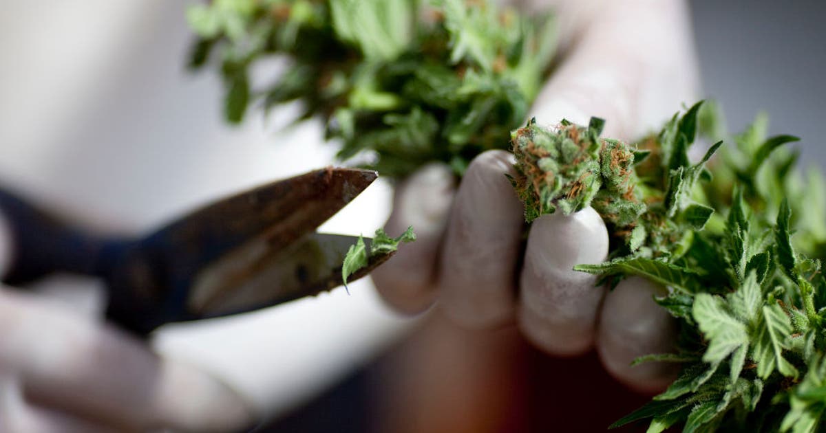 What to expect when recreational marijuana is legalized in Minnesota ...
