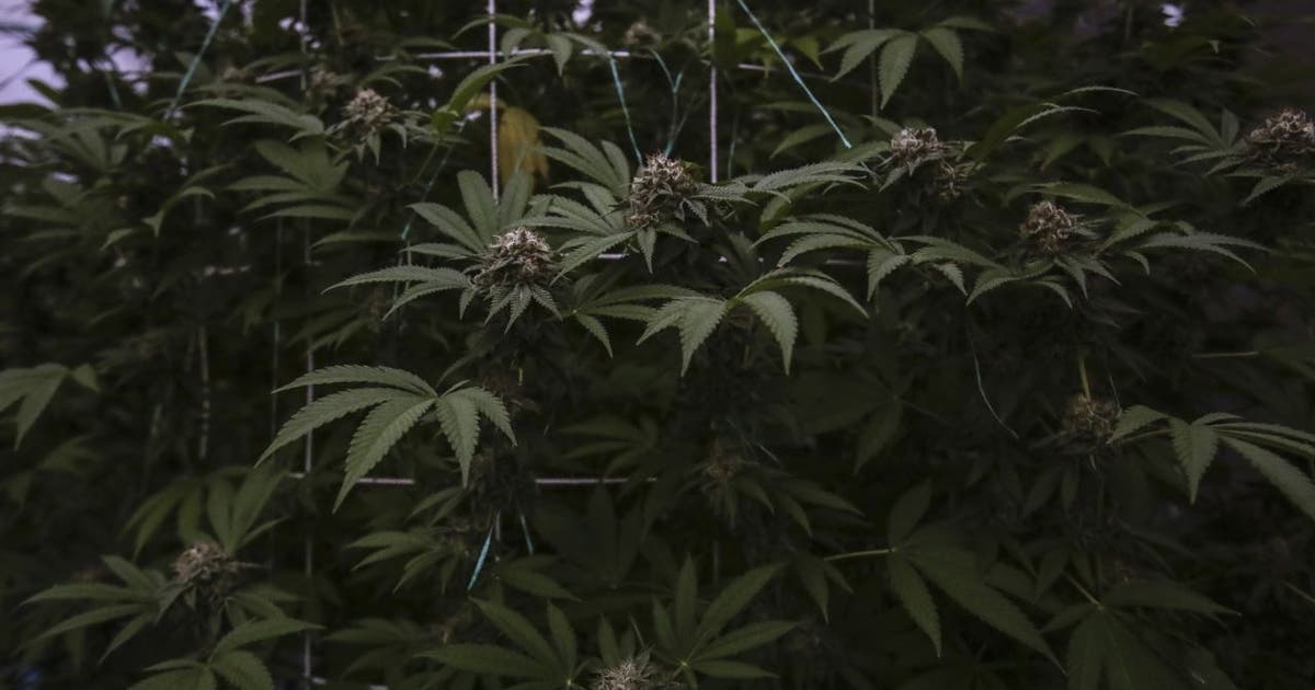 Minnesota marijuana: What to know when recreational cannabis becomes ...
