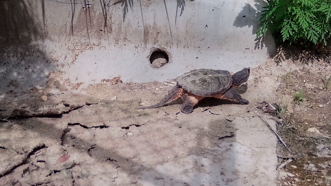 ‘Turtle tunnels’ installed in Dakota County to help protect wildlife ...