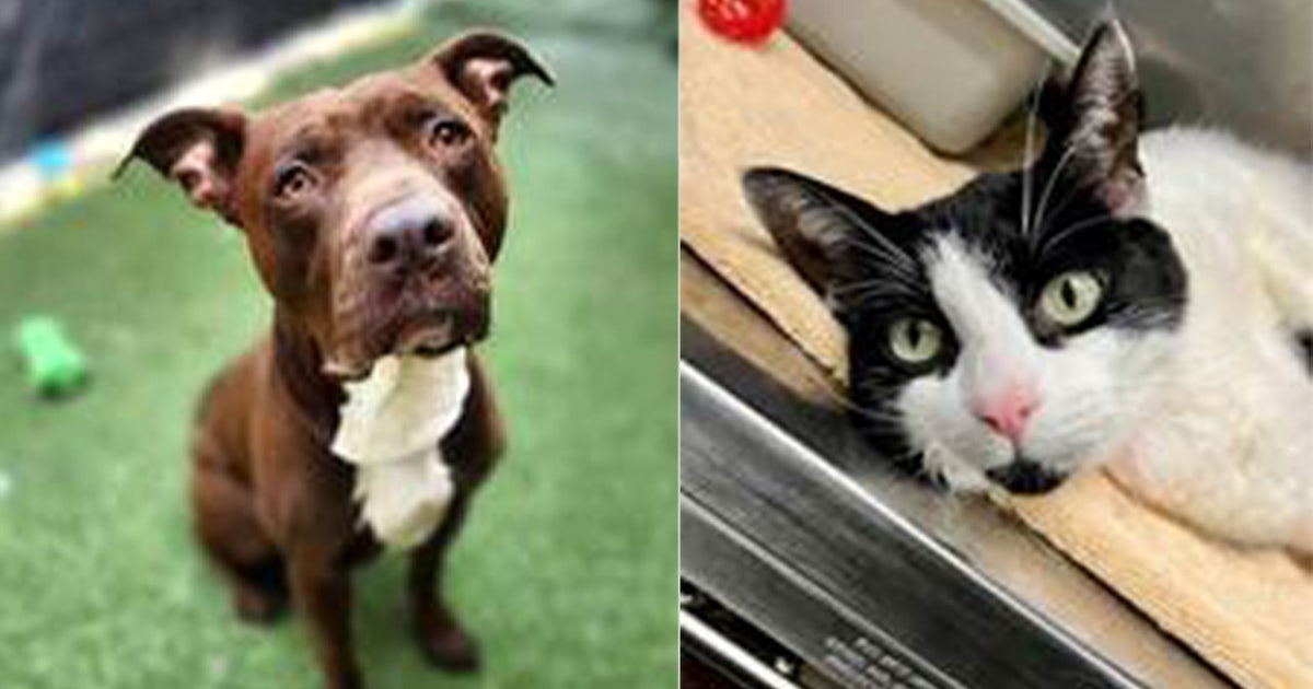 Minneapolis offering free adoption during National Adopt a Shelter Pet ...