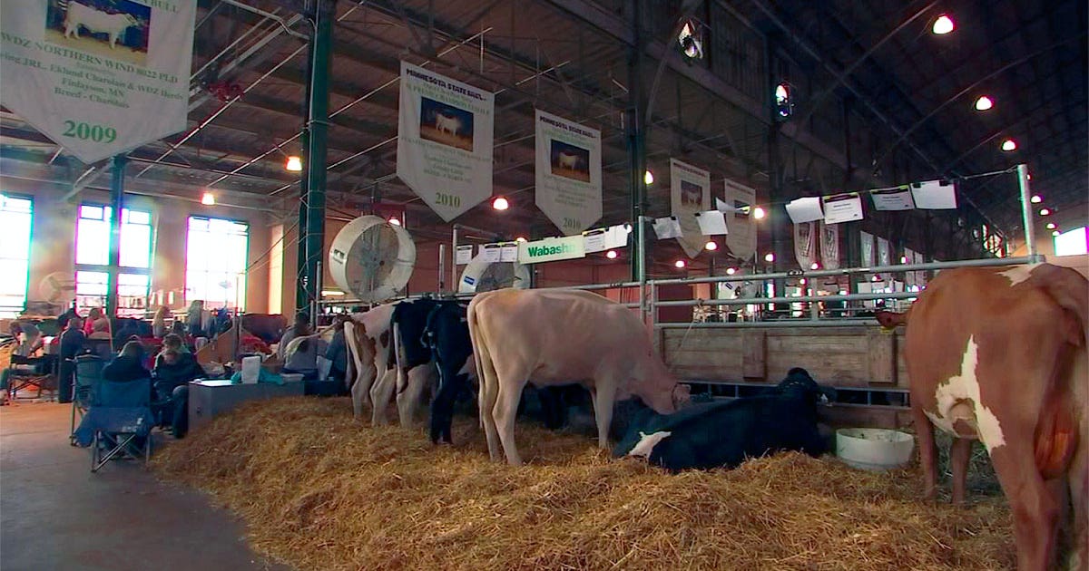 Minnesota State Fair letting livestock leave early due to heat | FOX 9 ...