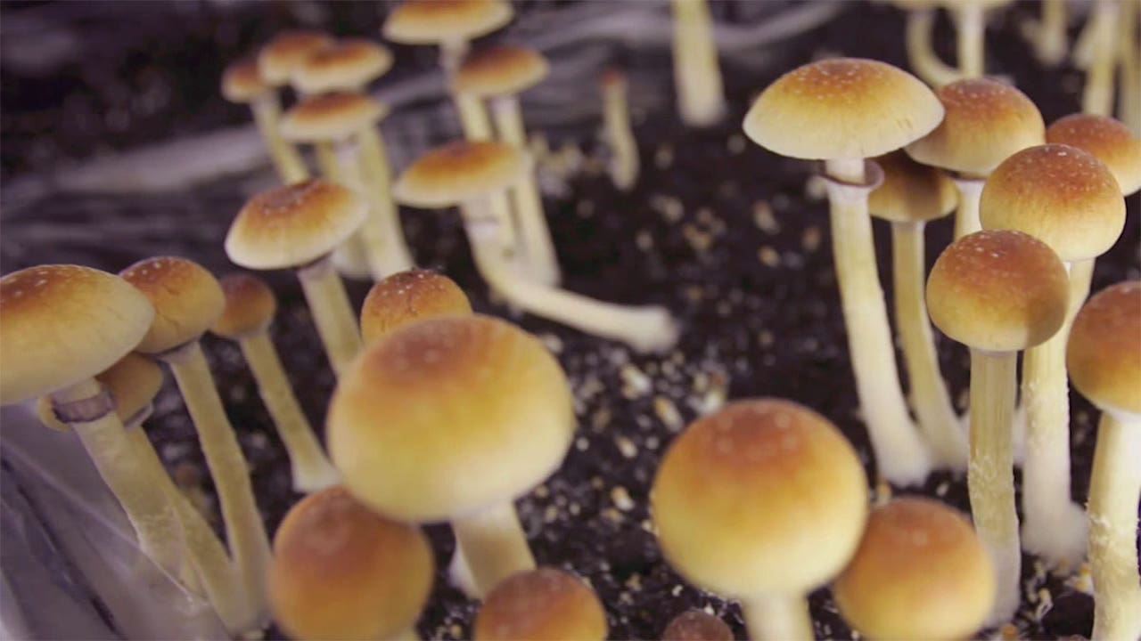 Mn Task Force On Psychedelics State Reviews Use Of Mushrooms Lsd
