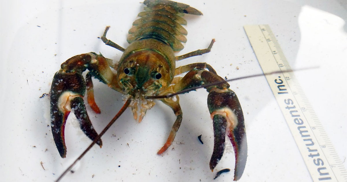 Invasive crayfish species found for first time in Minnesota lake | FOX ...