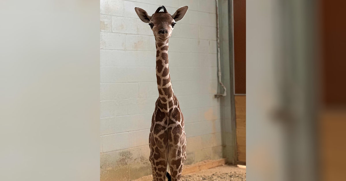 Como Zoo baby giraffe name revealed | FOX 9 Minneapolis-St. Paul