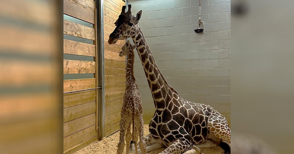 Como Zoo welcomes baby giraffe | FOX 9 Minneapolis-St. Paul