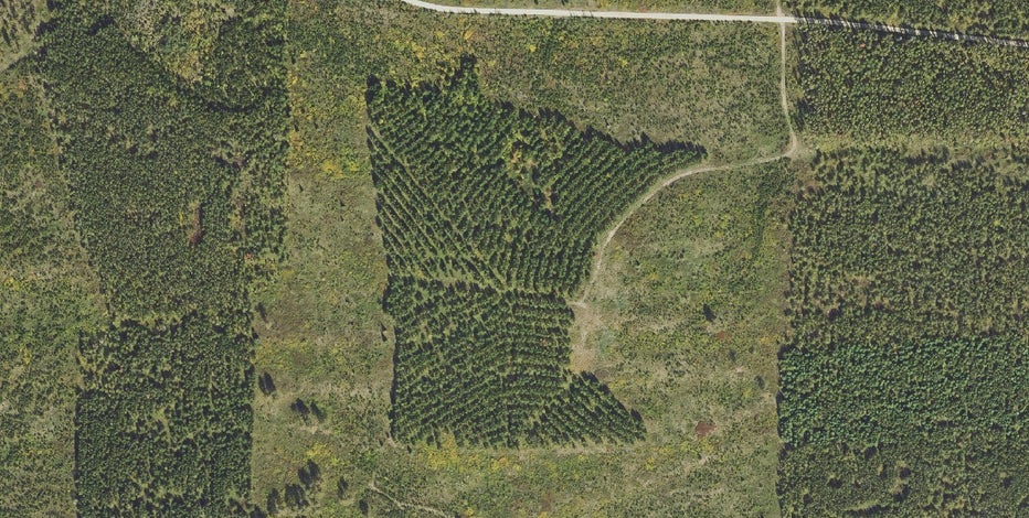 Usa Minnesota Deforestation Dirty Water And Dead Rice: The Cost Of The