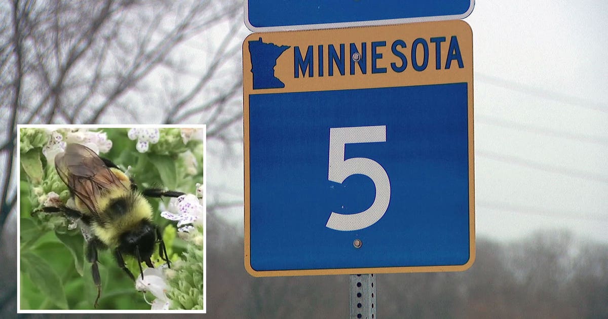 Endangered bumble bee complicates Carver County highway project | FOX 9 ...