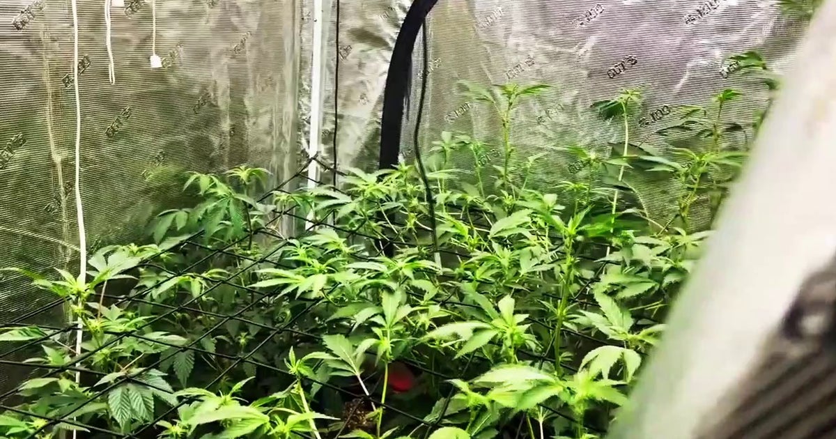Supply shortage, unfair competition concerns ahead of MN's cannabis ...