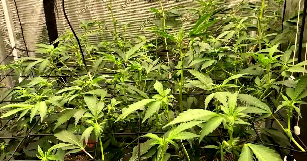 Cannabis guidelines coming quickly in Minnesota cities, counties | FOX ...