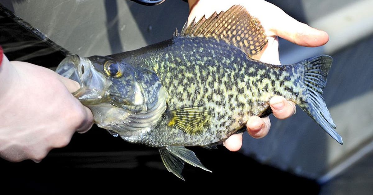 Minnesota DNR announces changes to record fish program | FOX 9 ...
