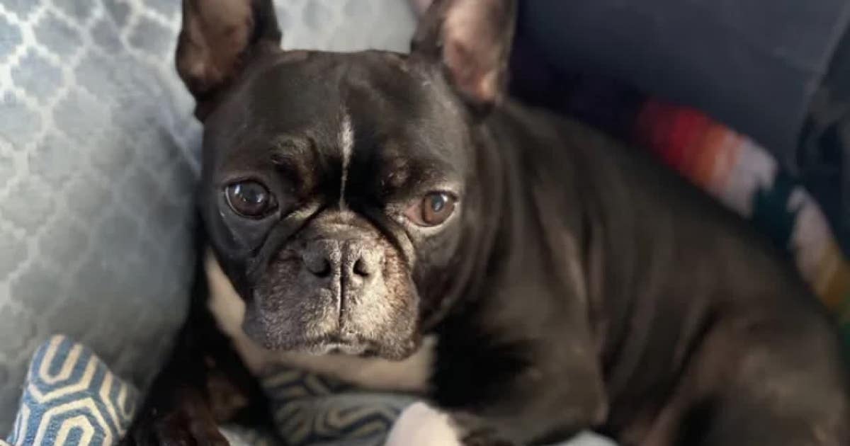 French Bulldog mix stolen in St. Paul found safe | FOX 9 Minneapolis-St ...