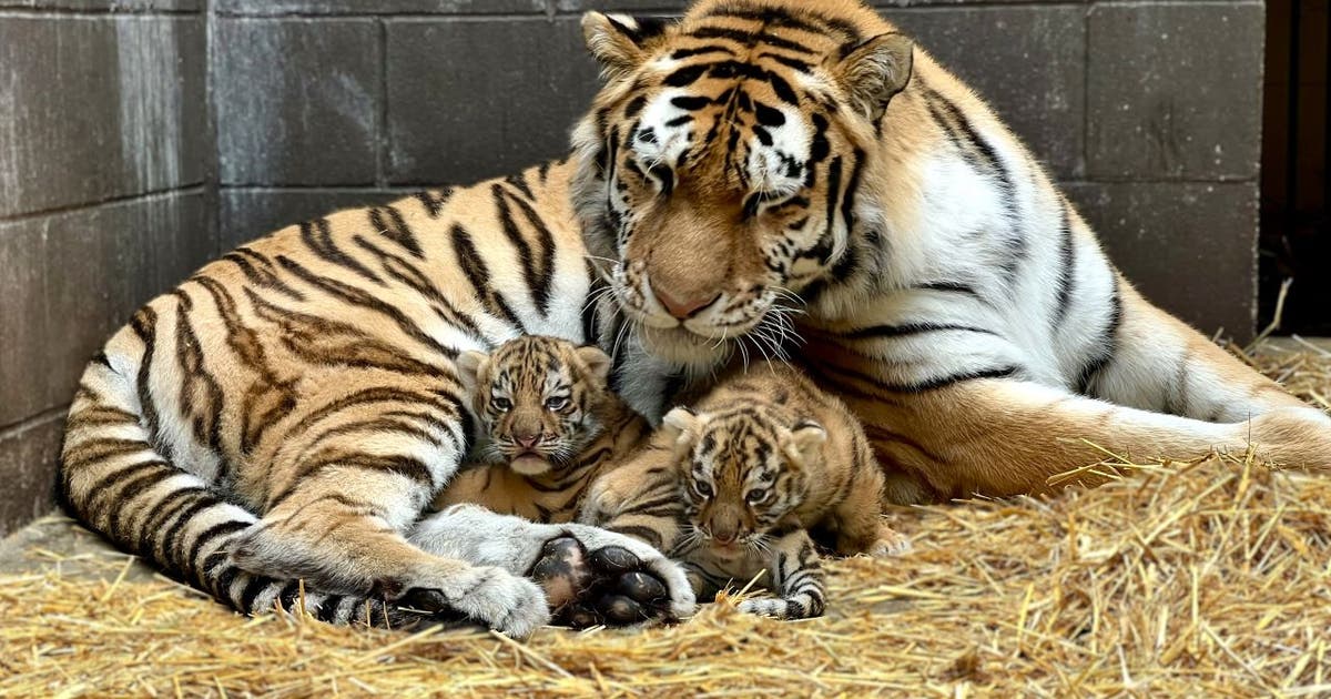 Minnesota Zoo welcomes birth of 2 rare tiger cubs | FOX 9 Minneapolis ...