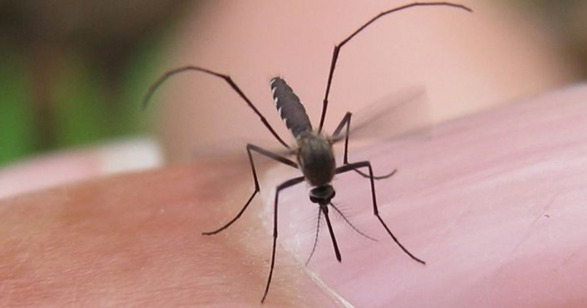 Mosquito levels high in Minnesota thanks to frequent rain | FOX 9 ...