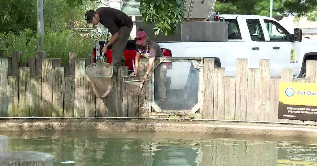 Minnesota State Fair fish pond stocking: Video | FOX 9 Minneapolis-St. Paul