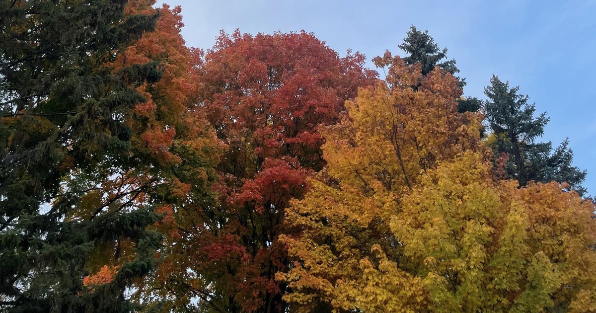 Minnesota DNR shares what to expect for 2025 fall colors | FOX 9 ...