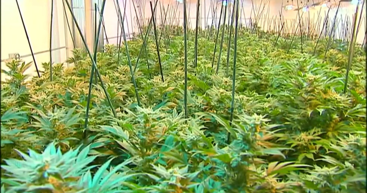 Minnesota’s retail marijuana rules sent for final approval before ...