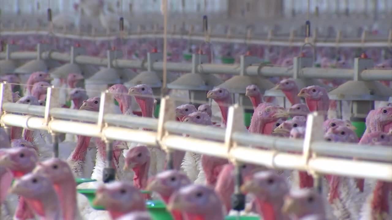 Minnesota-raised turkeys set to be pardoned at the White House | FOX 26 ...