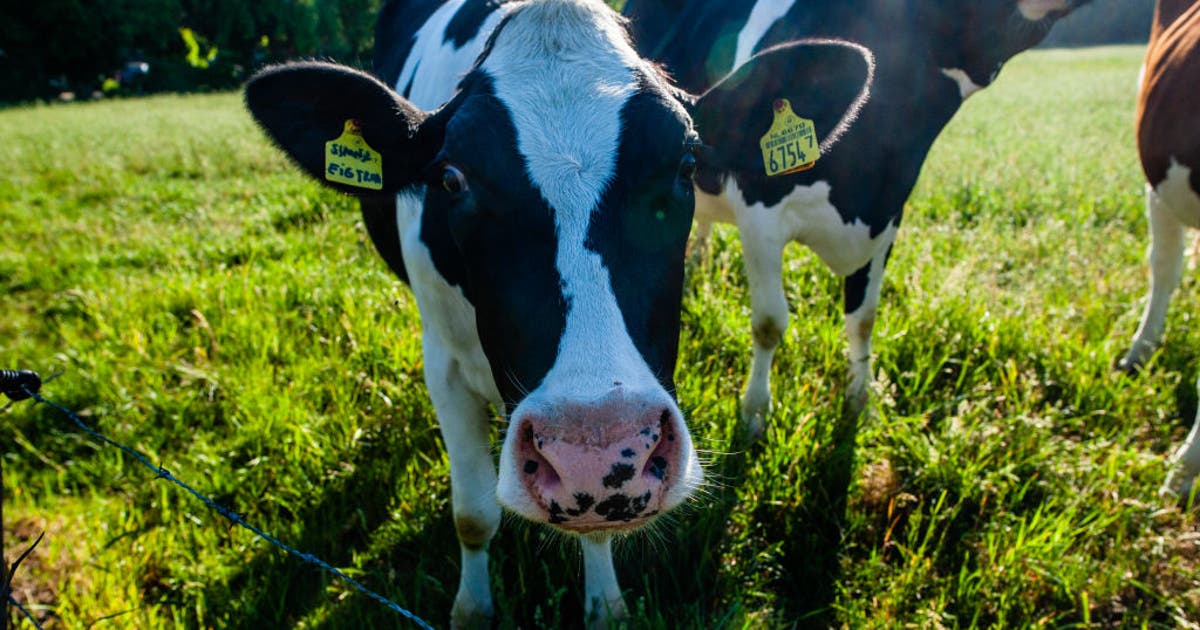 Loose cows cause crashes, injuries on southern Minnesota highway ...