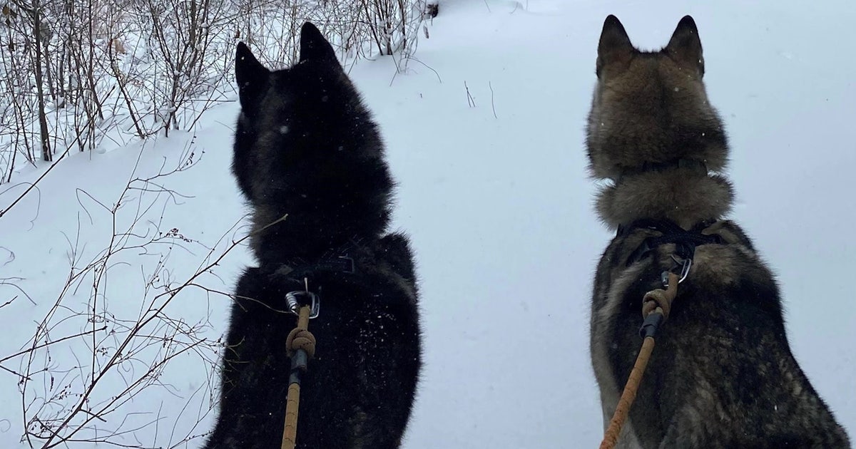 2 dogs shot and killed in northern MN, owner searches for answers | FOX ...