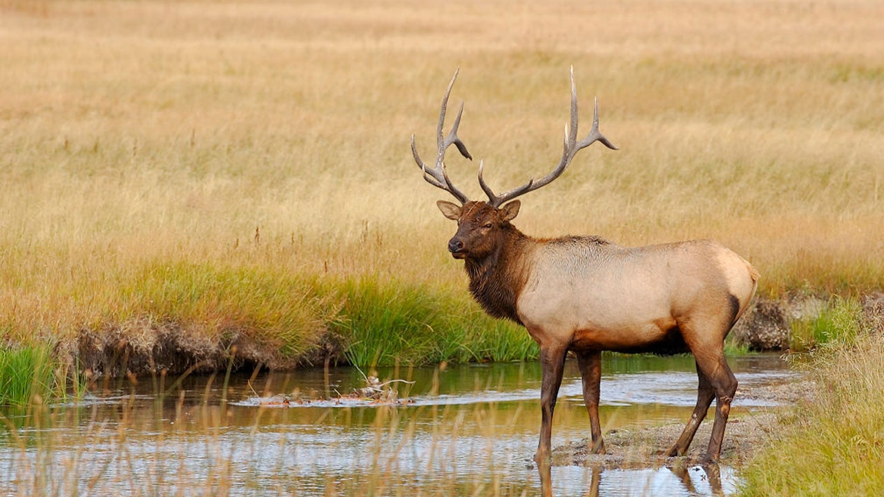 Popular breeding elk illegally shot in western Wisconsin: DNR | FOX 9 ...