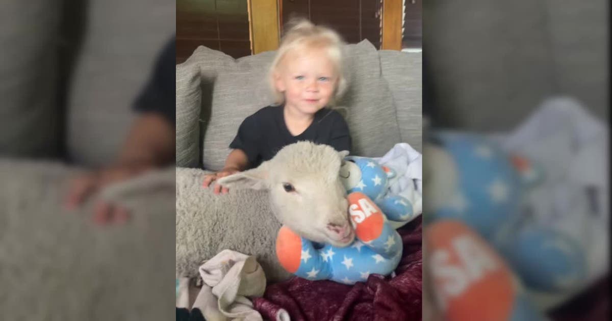 Shakopee family desperate to bring 'Gwen' the missing sheep home | FOX ...