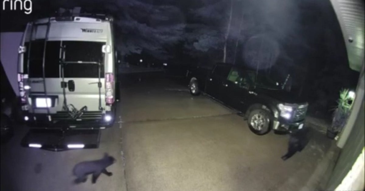 Bears spotted on Andover ring doorbell camera Thursday night | FOX 9 ...