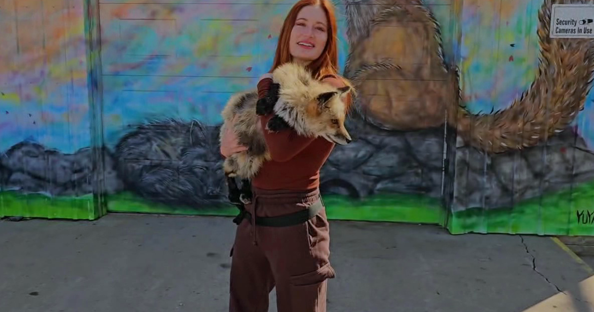 Fans mourn Save-A-Fox owner after death by suicide | FOX 9 Minneapolis ...