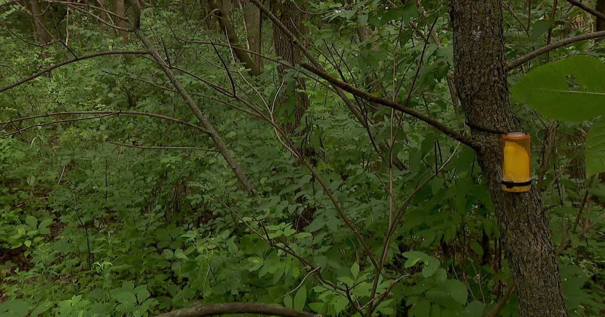Scary-sounding insect released to protect Minnesota ash tree from pest ...