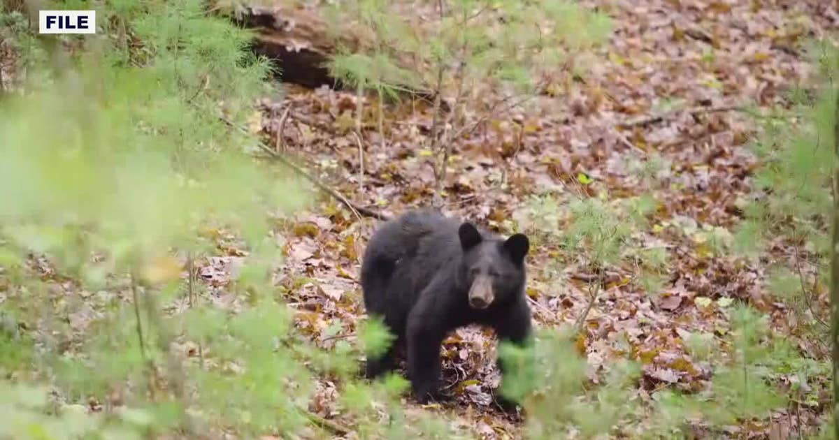 sloth bear attack victim