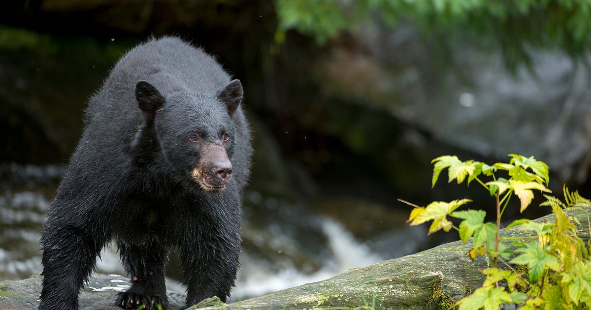 Wisconsin bear attack: Woman severely injured, search for bear ongoing ...