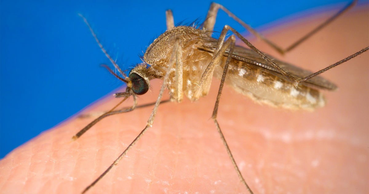 Mosquitoes with West Nile virus in MN among the 'highest numbers ...