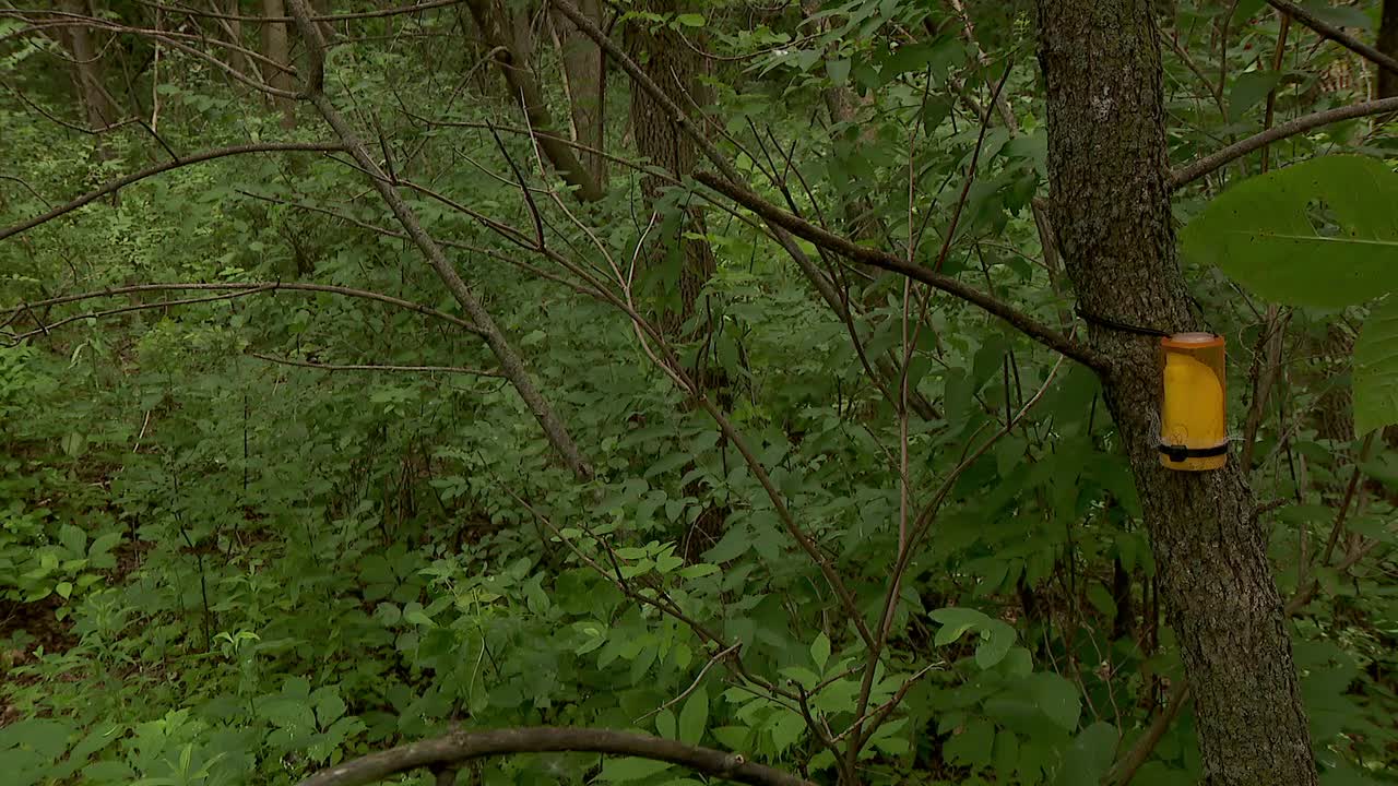 Scary-sounding insect released to protect Minnesota ash tree from pest ...