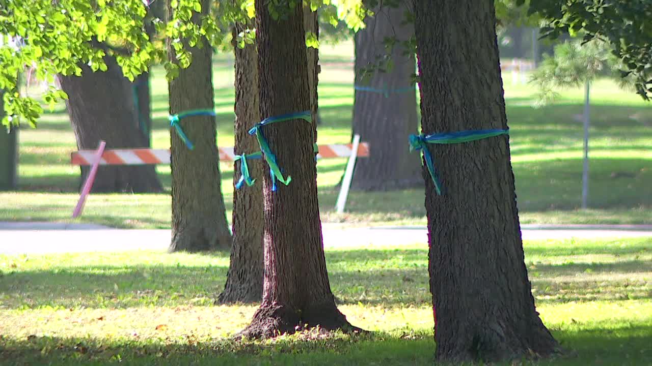 Runners will see blue and green ribbons along TC Marathon route for ...