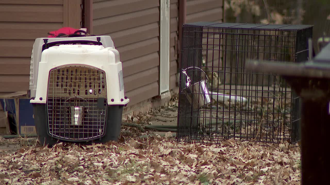 Southern MN pet rescue under investigation after multiple dead dogs ...