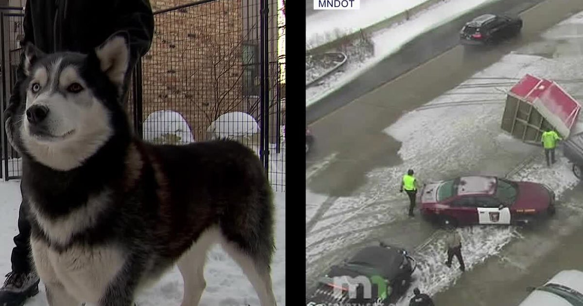 Sled dogs recovering after trailer splits in half on icy Minnesota ...
