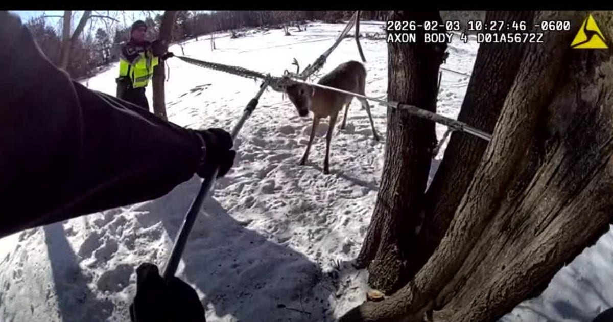 Video: Forest Lake police rescue deer stuck in hammock | FOX 9 ...