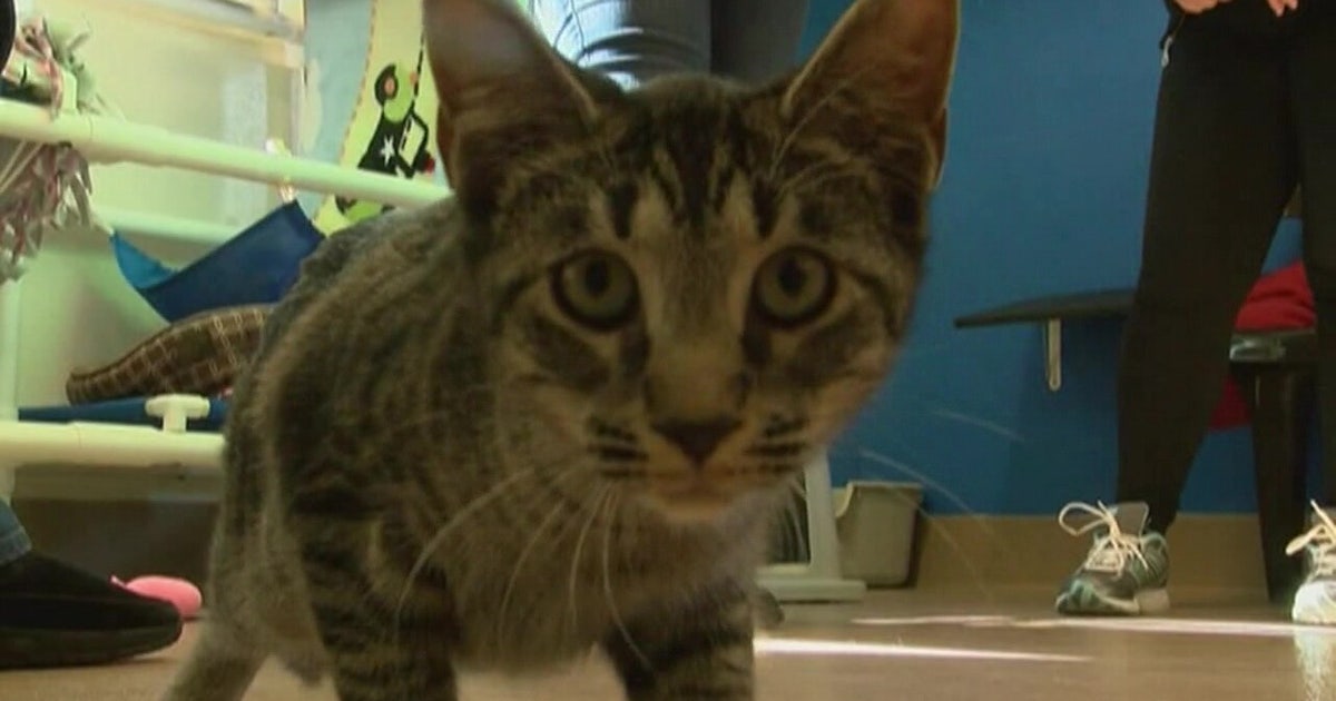 Bill to ban cat declawing in MN stalls in House committee vote | FOX 9 ...