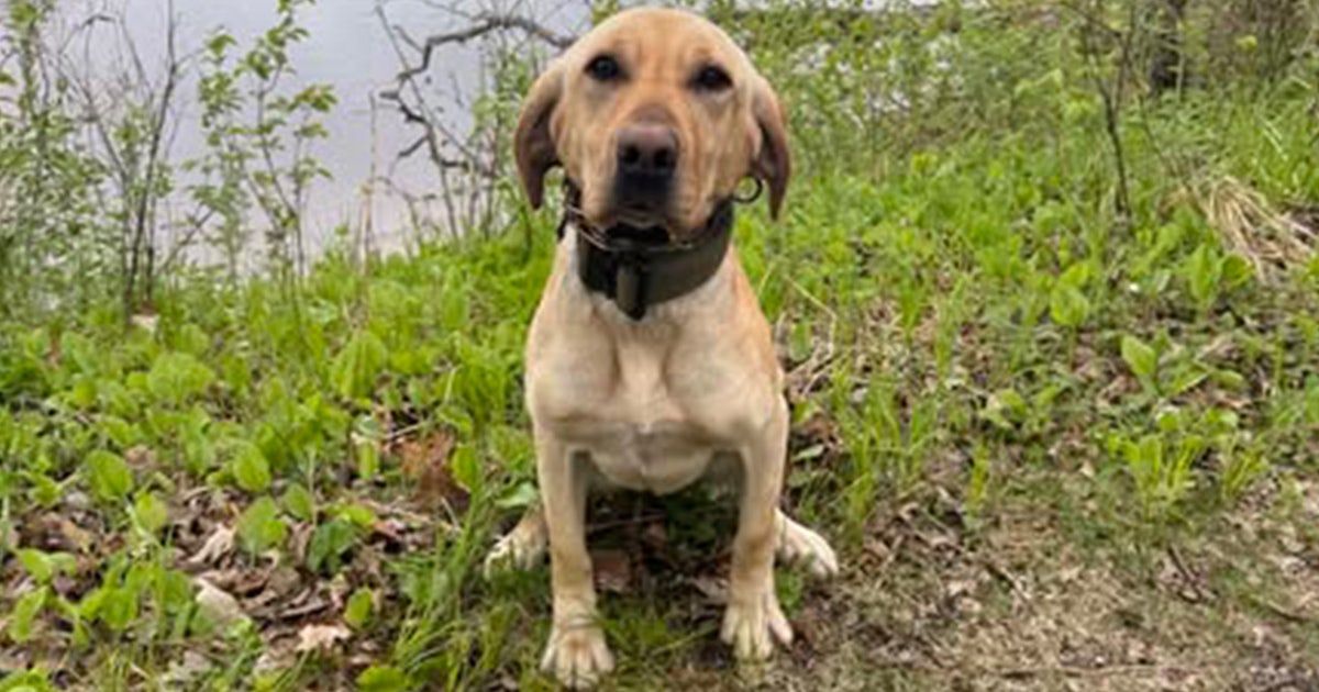 Zebra mussels detecting dog now on patrol for Minnesota DNR | FOX 9 ...