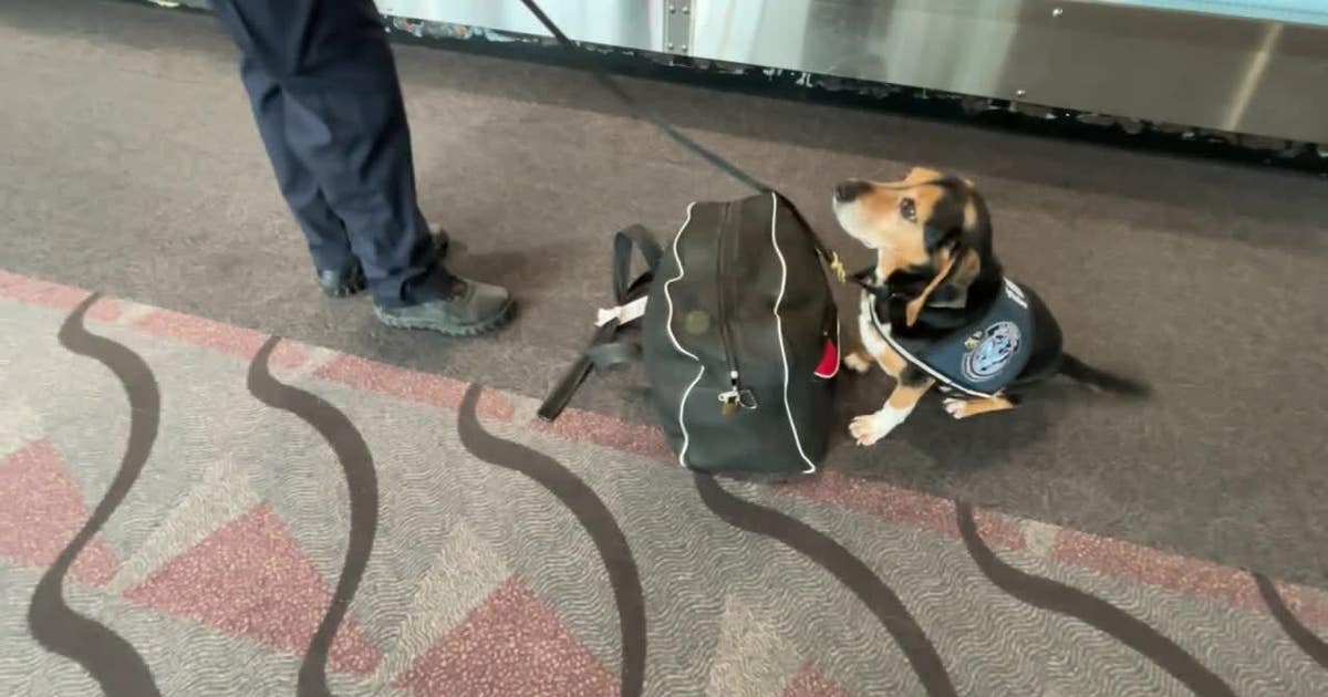 MSP's Beagle Brigade: Meet the dogs sniffing out illegal food at ...