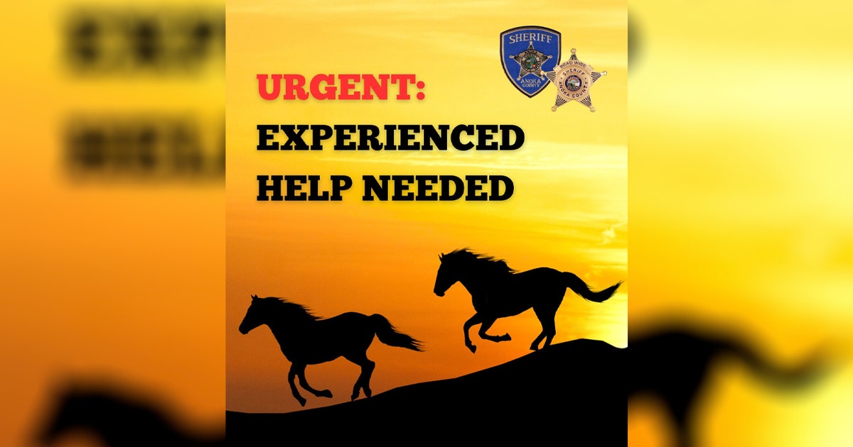 Wild horses loose in Anoka County: Sheriff's office asking for ...