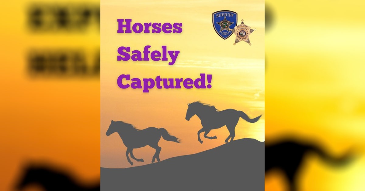 Wild horses in Anoka County found after sheriff's office asks public ...