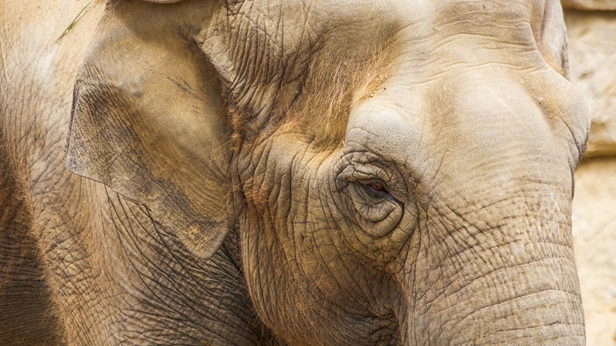 Santa Barbara Zoo's elephant program ends with death of beloved 'Little ...