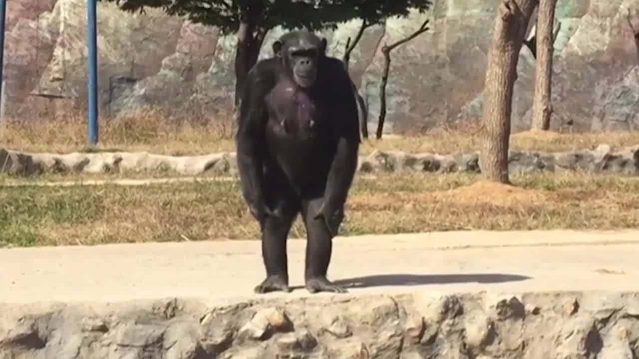 WATCH: Azalea the Smoking Chimp in North Korea