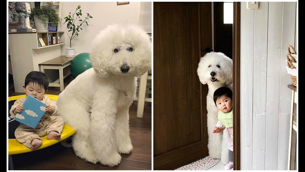 Trending: Photos of Japanese toddler and giant Poodles winning hearts ...