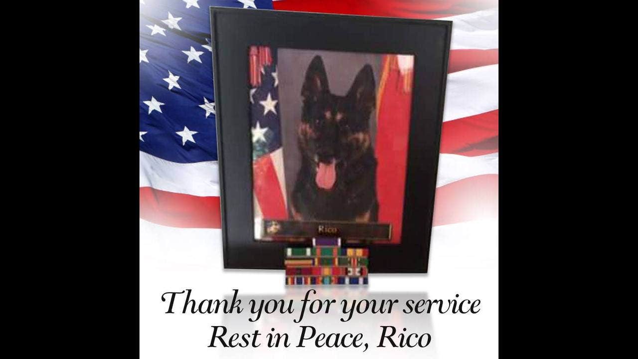 Family gives beloved combat dog military-style funeral | FOX 11 Los Angeles