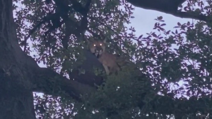 Mountain lion attacks child | FOX 11 Los Angeles
